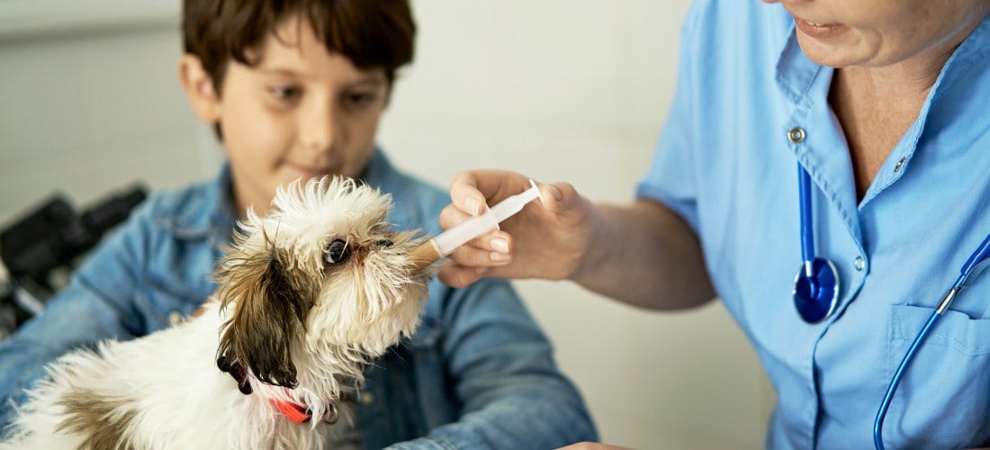 Fenbendazole for Pets | PetPlace.com