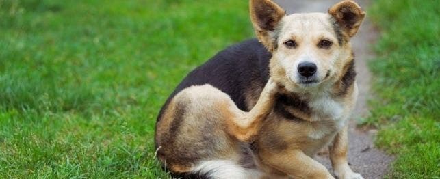 Fexofenadine (Allegra®, Telfast®) for Dogs and Cats