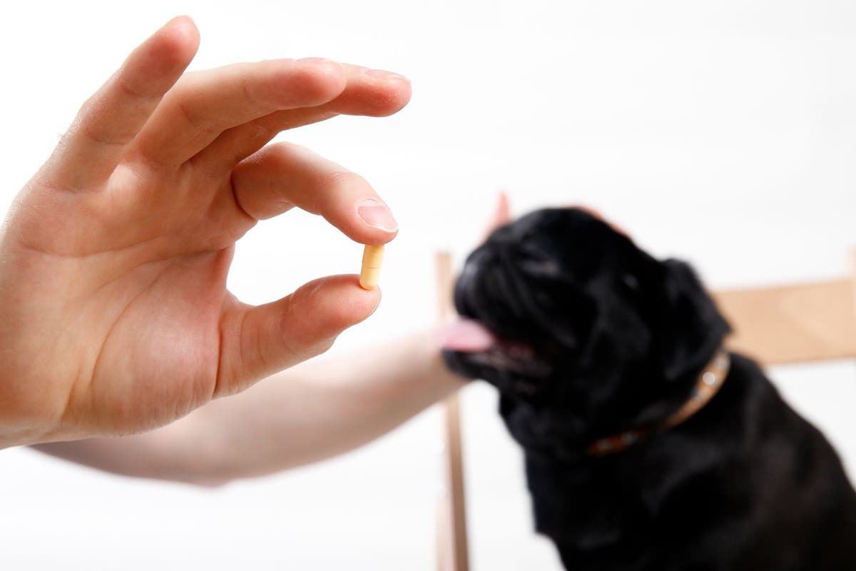 Tylosin (Tylan®) for Dogs and Cats