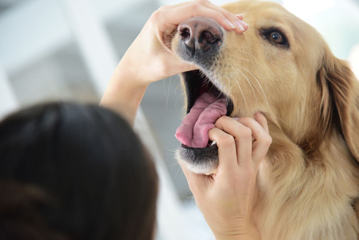 Sucralfate (Carafate) for Dogs and Cats: Uses, Dosage & Side Effect ...