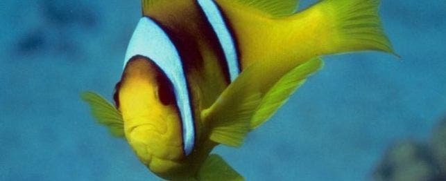 The External Anatomy of a Fish