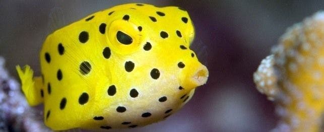 Choosing a Boxfish