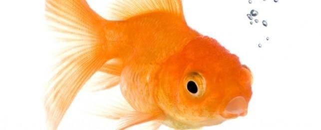 Aquarium Water Quality: Ammonia and Nitrite Toxicity Explained