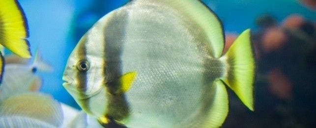 Telling a Male from a Female Fish