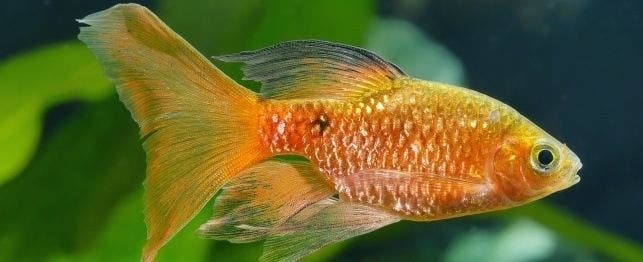 Anesthesia in Fish