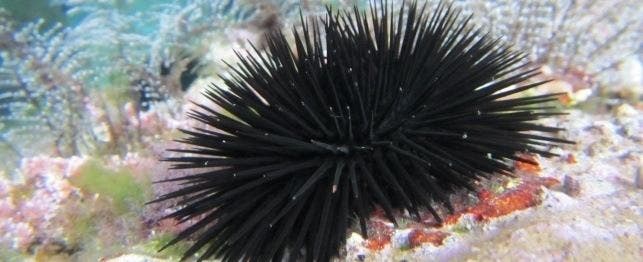 Choosing a Sea Urchin