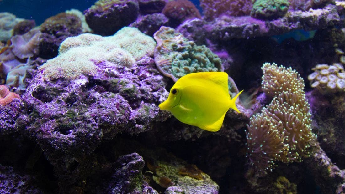 What To Do Before Adding Fish to the Tank