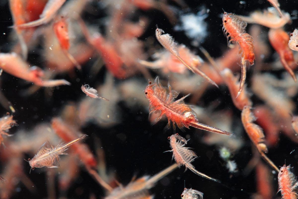 How To Raise Brine Shrimp