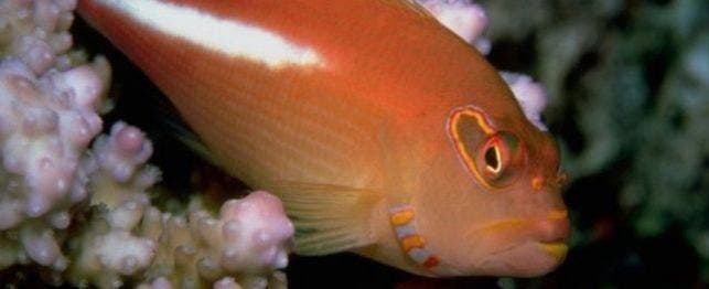 What You Need to Know Before Buying Fish
