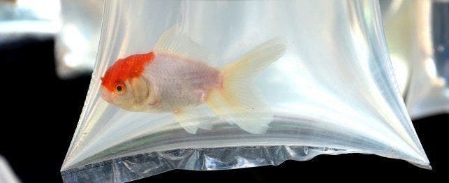 Safe Ways to Transport Your Fish