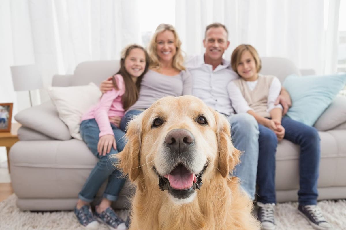 Getting Your Family’s First Pet: What to Expect
