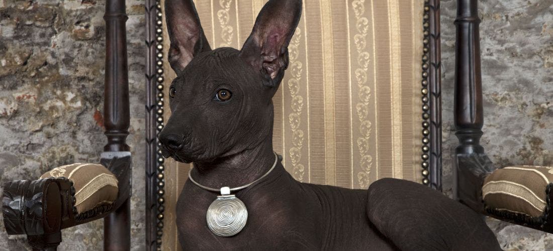 Celebrate National Hispanic Heritage Month with Pets from Hispanic ...