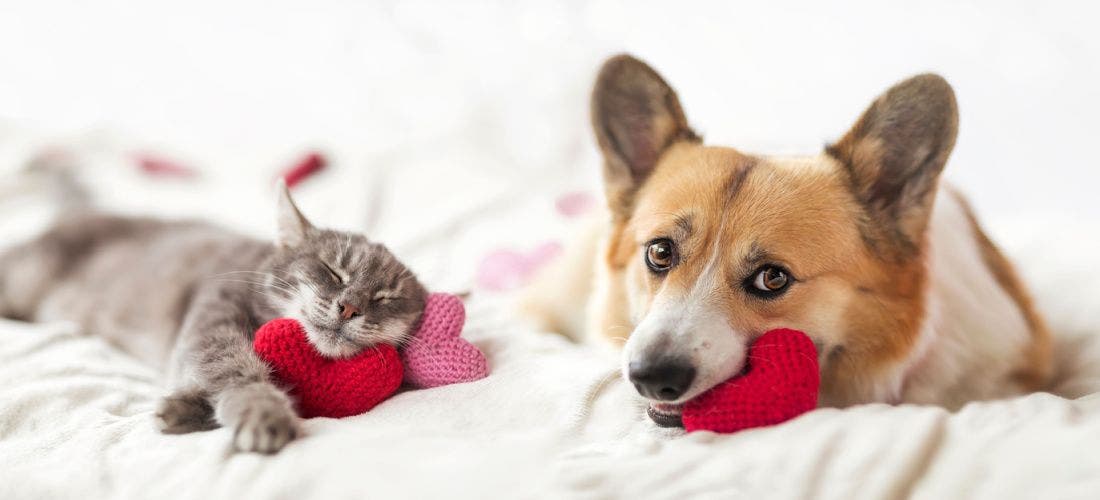 Gifts Your Pet Would Give You for Valentine’s Day | PetPlace.com