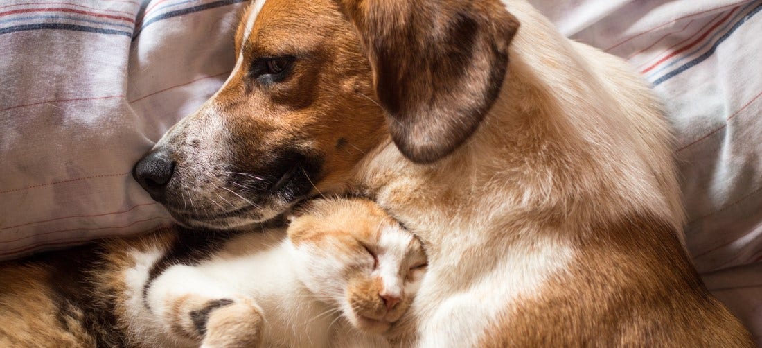 Do Cats and Dogs Understand Their Nicknames? | PetPlace.com