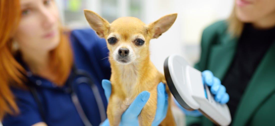 Microchipping Costs: Pet Owner's Guide | PetPlace.com