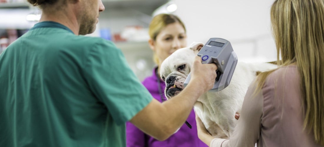 Registering Your Pet's Microchip: A Complete Guide | PetPlace.com