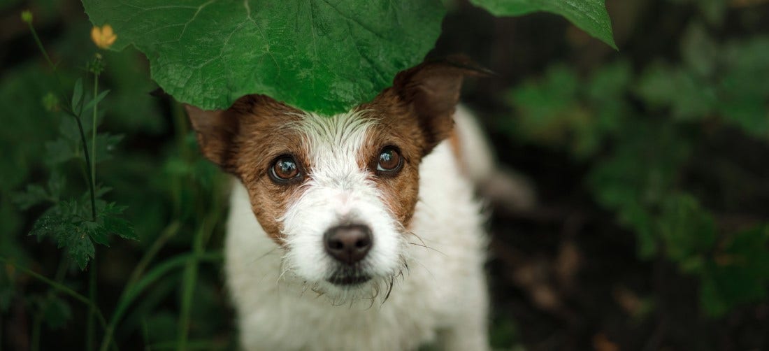 Lost Pet? What to Do in the First 24 Hours to Find Your Dog or Cat ...