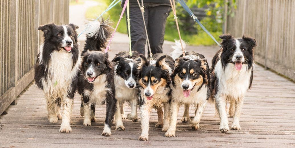 Understanding When You or Someone Else Has Too Many Pets