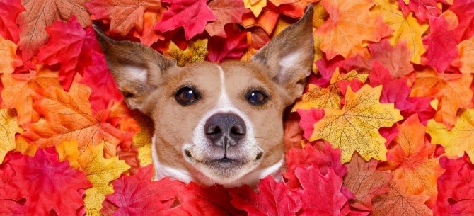 Fall Pet Fashion Must-Haves | PetPlace.com
