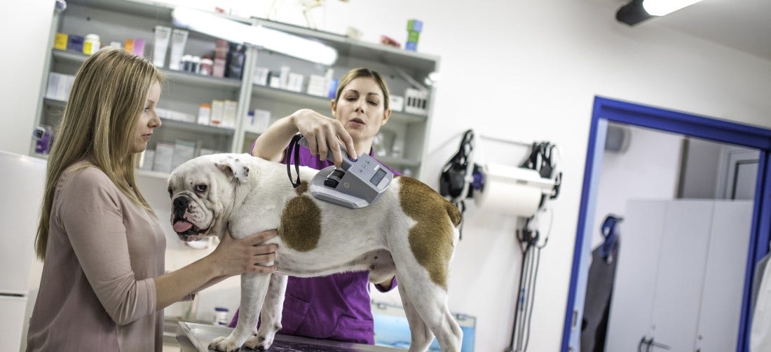 24Petwatch Microchip Registry Transitioning to PetPlace.com in 2026 ...