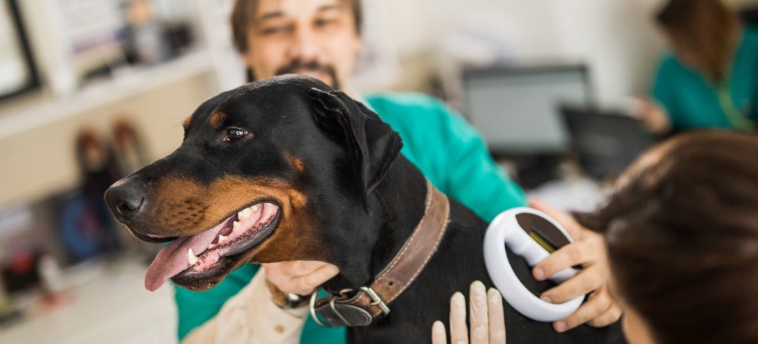 Pet Microchip Scanners | PetPlace.com