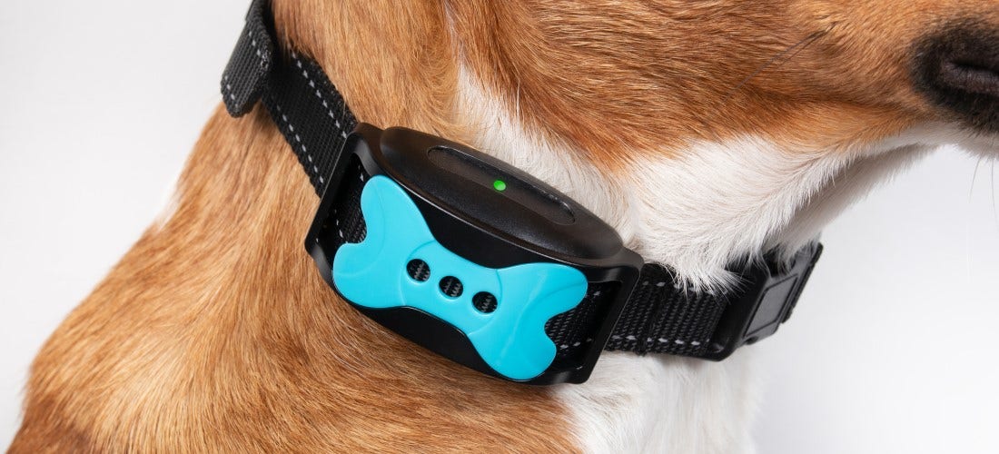 How Smart Collars Are Transforming Pet Health Monitoring | PetPlace.com