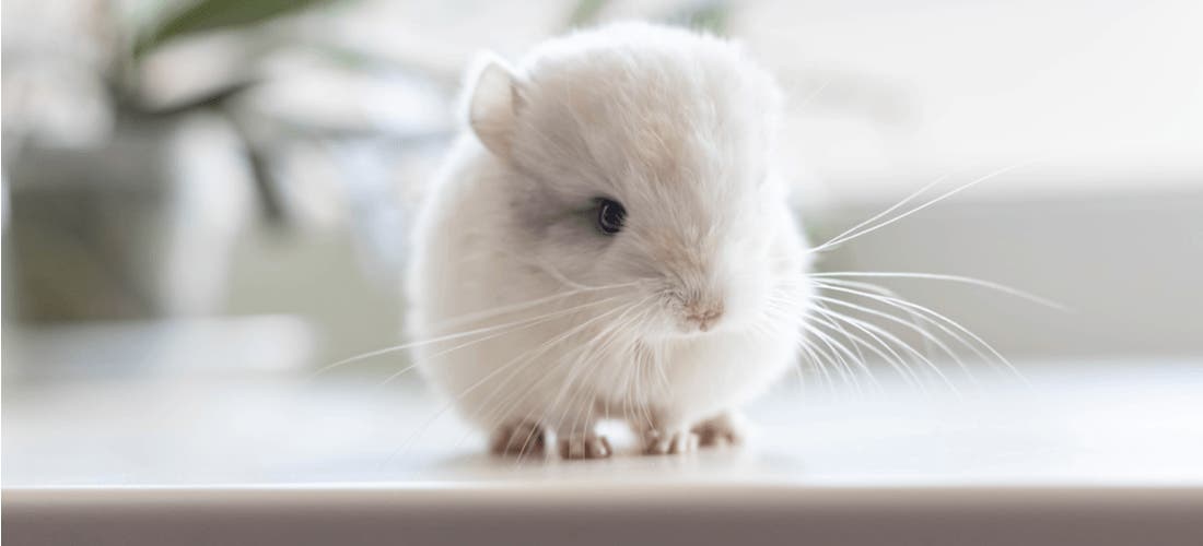 9 Great Alternative Pets for Kids - PetPlace