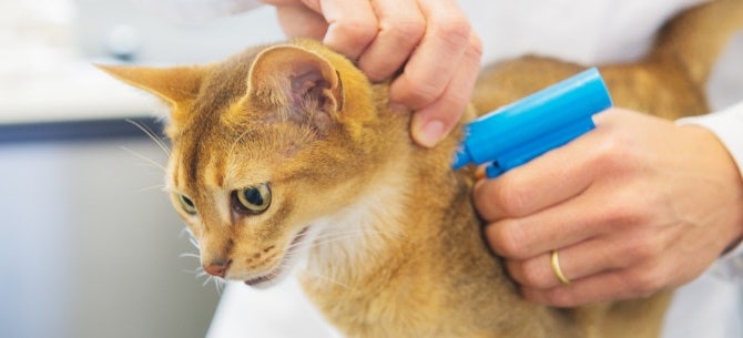 The Benefits of Microchipping: What You Need to Know - PetPlace