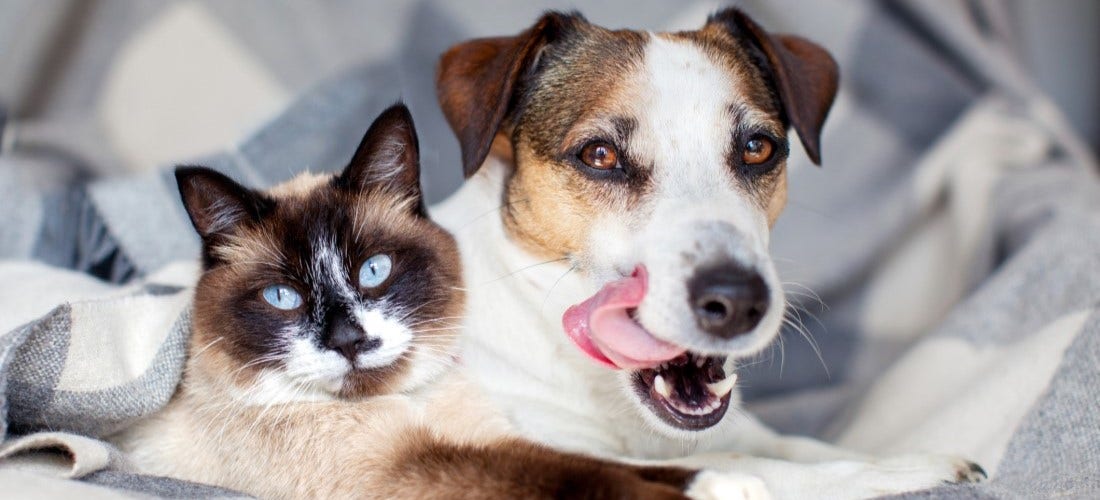 Celebrate National Animal Poison Prevention Week by Protecting Your ...