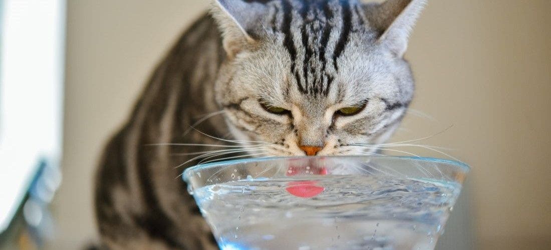 Celebrating National Pet Hydration Awareness Month - PetPlace
