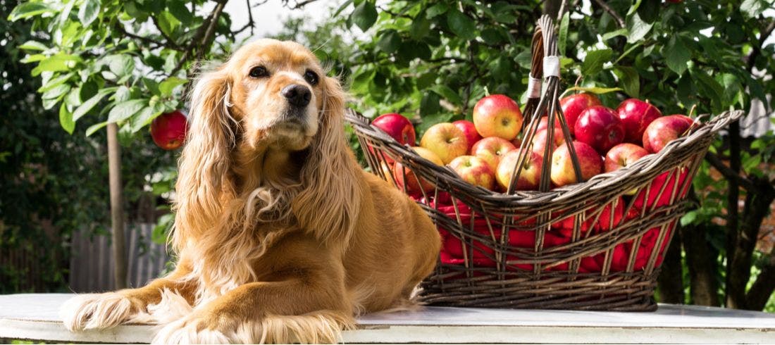 Safe Fall Foods for Pets | PetPlace.com