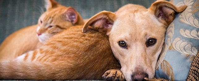 National Poison Prevention Week: How to Keep Your Pets Safe