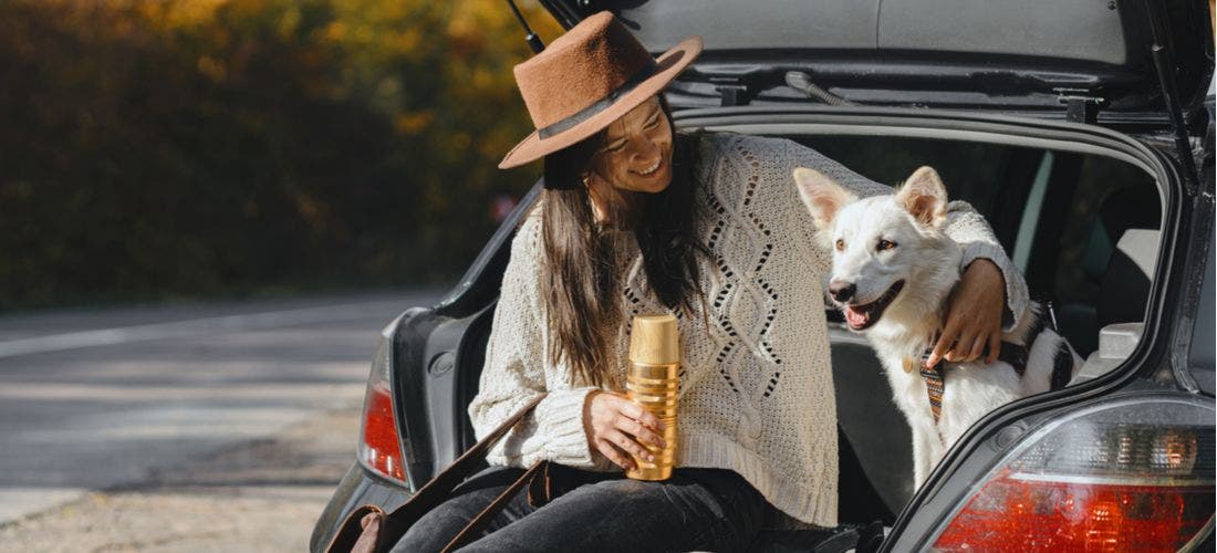 Calmly and Carefully Hitting the Road with Pets - PetPlace