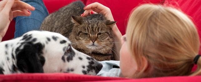 It's Time For a Night Out: Finding the Right Pet Sitter for Your Companion