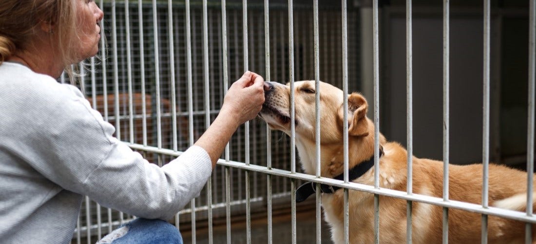 Animal Shelters: Where to Find Your Next Pet | PetPlace.com
