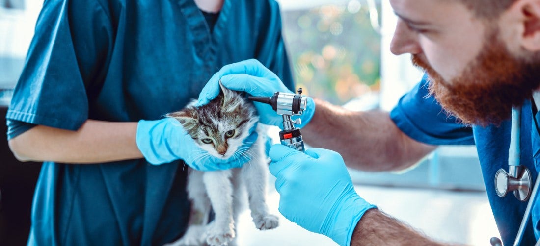 Does Pet Insurance Cover Neutering or Spaying? What to Know| PetPlace.com
