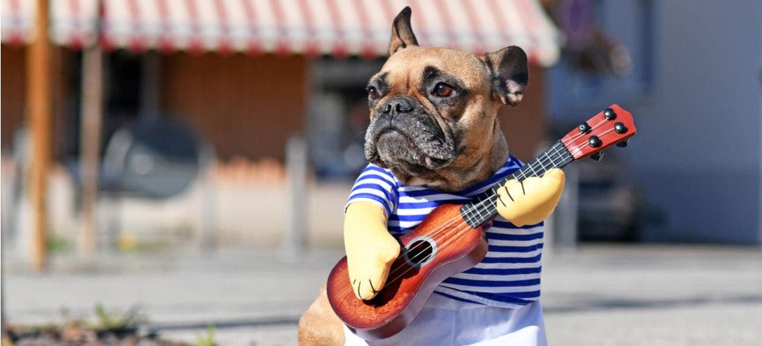 Check Out 10 of Our Favorite Talented Pet Videos - PetPlace