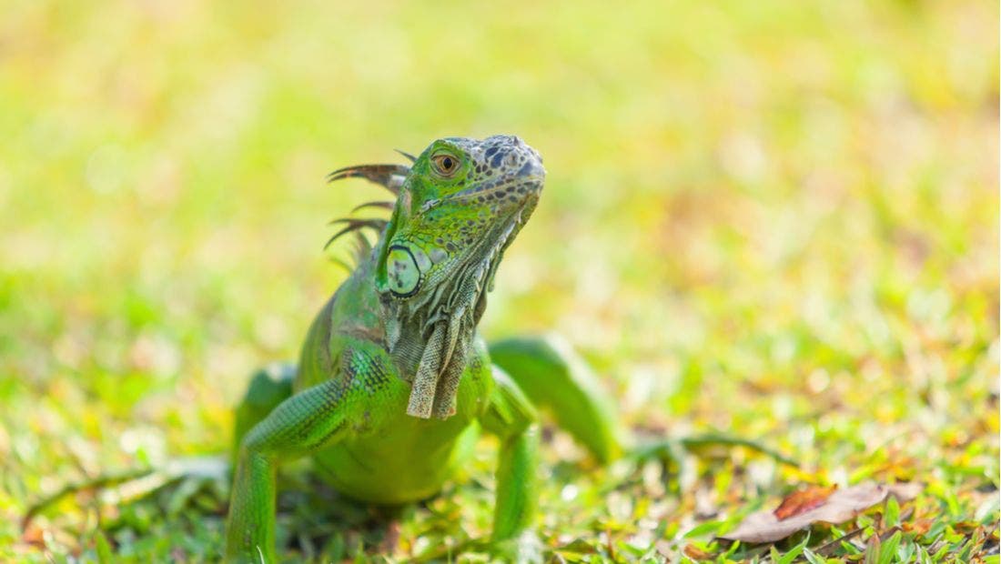 Are You Ready for Big Reptiles?