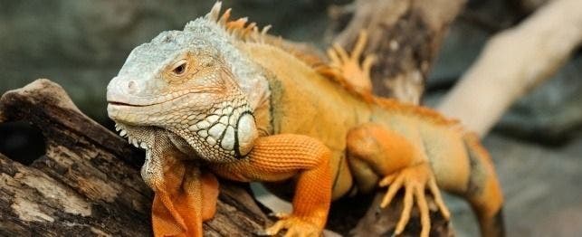 Understanding the Cold Blooded Creature