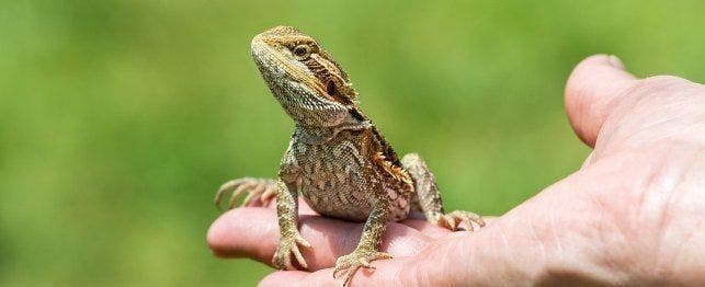 Reptile Health: Knowing What is Normal