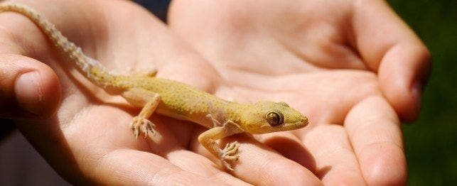 Pet Geckos For Kids
