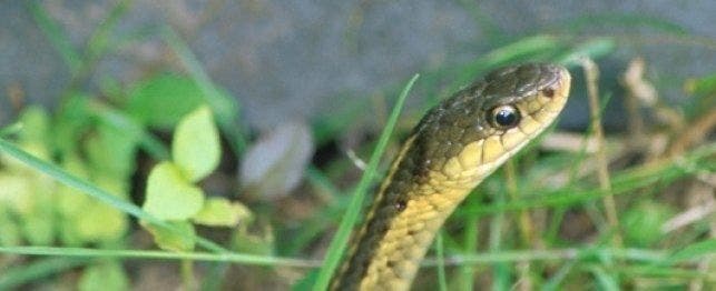 Keeping Your Snake Healthy