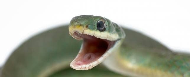 Mouth Rot (Infectious Stomatitis, Ulcerative Stomatitis)