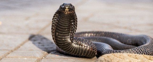 The Egyptian Cobra