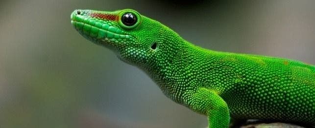 Choosing a Giant Day Gecko