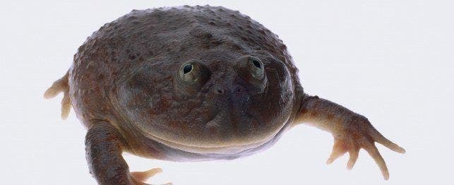 Choosing a Budgett's Frog