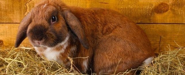 Choosing a Lop Eared Rabbit