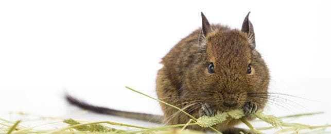 Choosing a Degu