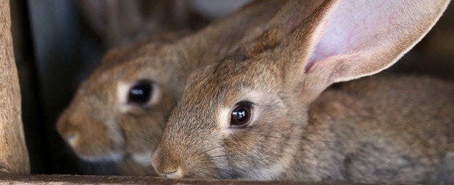 Top 10 Bunny Dangers