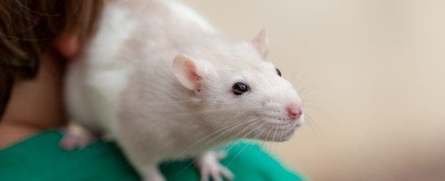 Having Fun with Your Rat